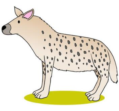 Wild animals flashcards 3